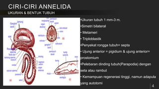 Annelida | PPT