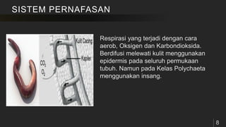 Annelida | PPT