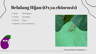 PPT KEL 8 KEHATI PROT B - Tanaman Terong new.pdf