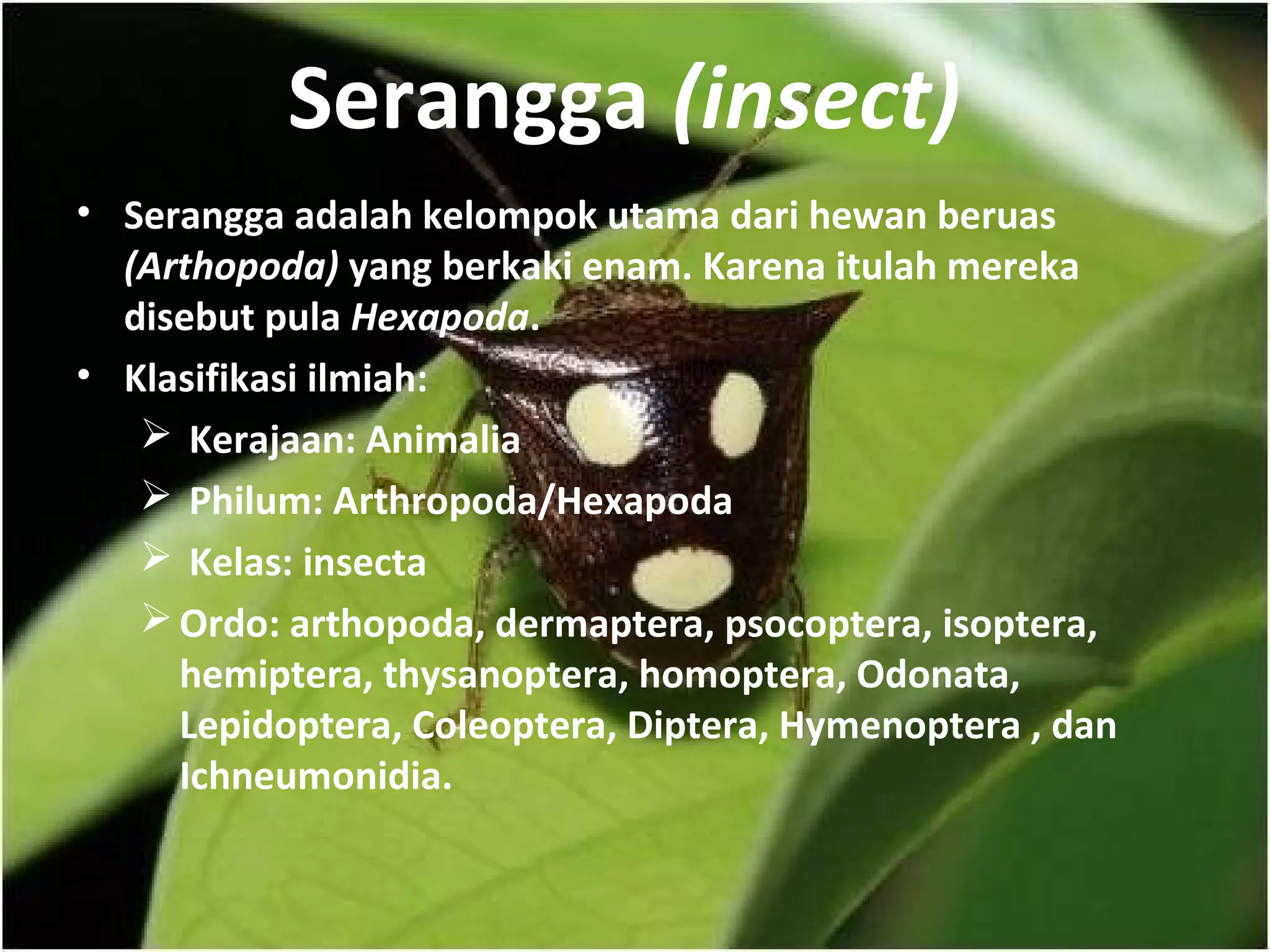 sistem sirkulasi pada insecta | PPT
