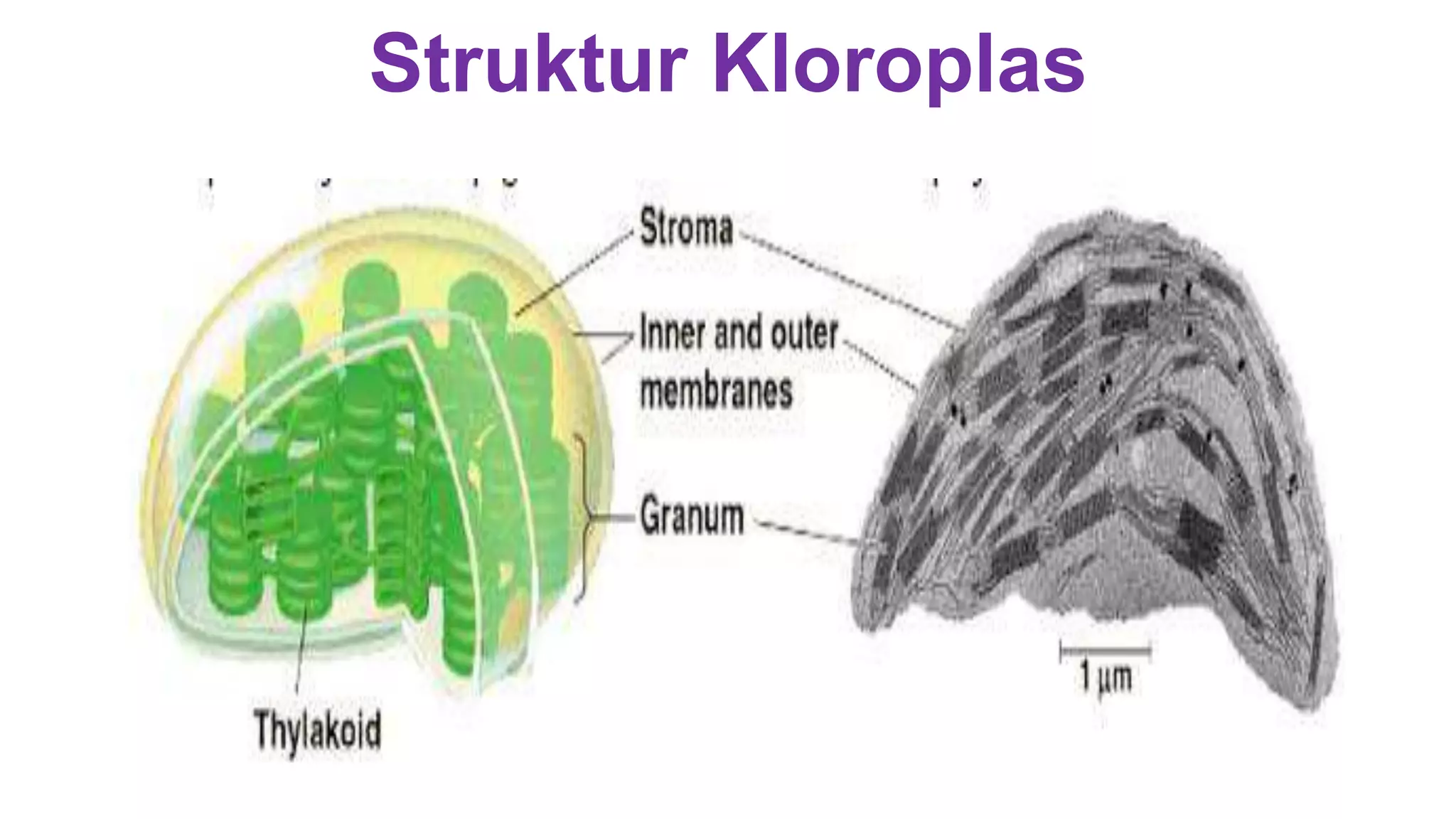 Ppt kelompok 1 anatomi tumbuhan sel protoplasmik pbio 3 a 2019 (17 ...