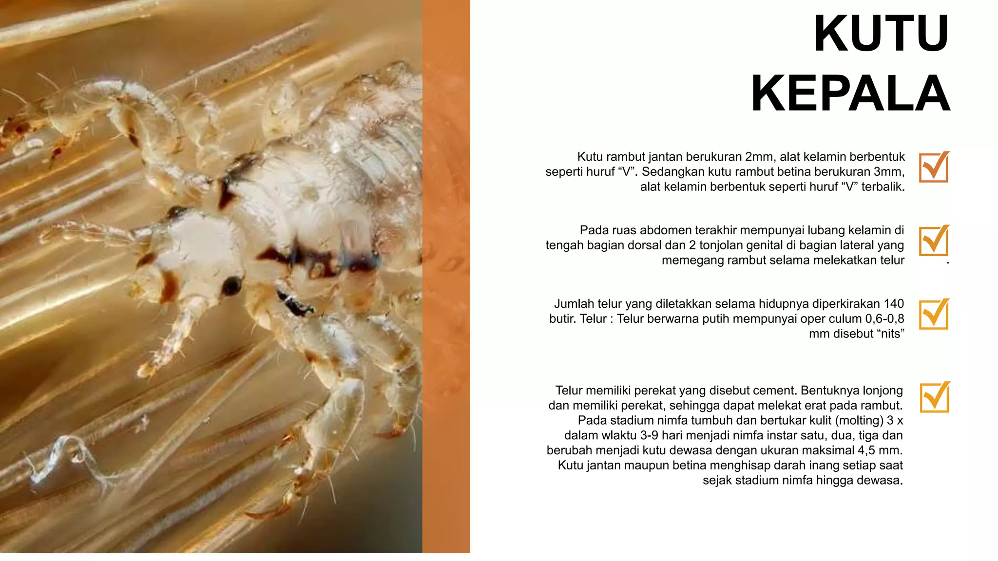 Morfologi kutu busuk, kutu rambut, kutu kemaluan | PPTX