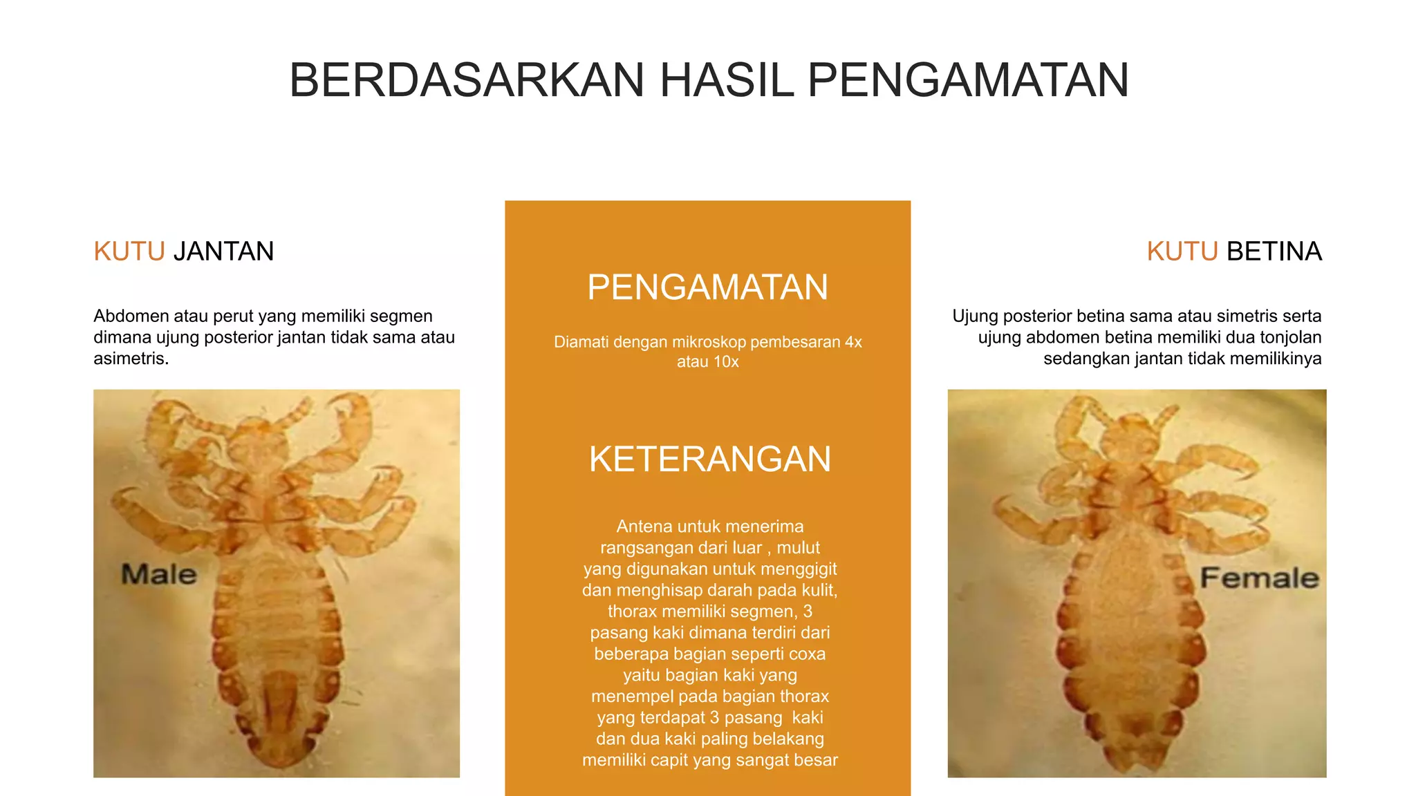 Morfologi kutu busuk, kutu rambut, kutu kemaluan | PPTX