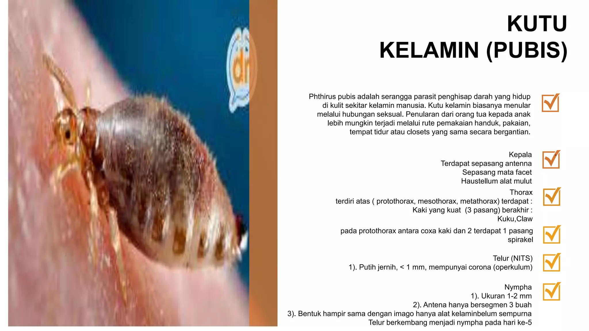 Morfologi kutu busuk, kutu rambut, kutu kemaluan | PPTX