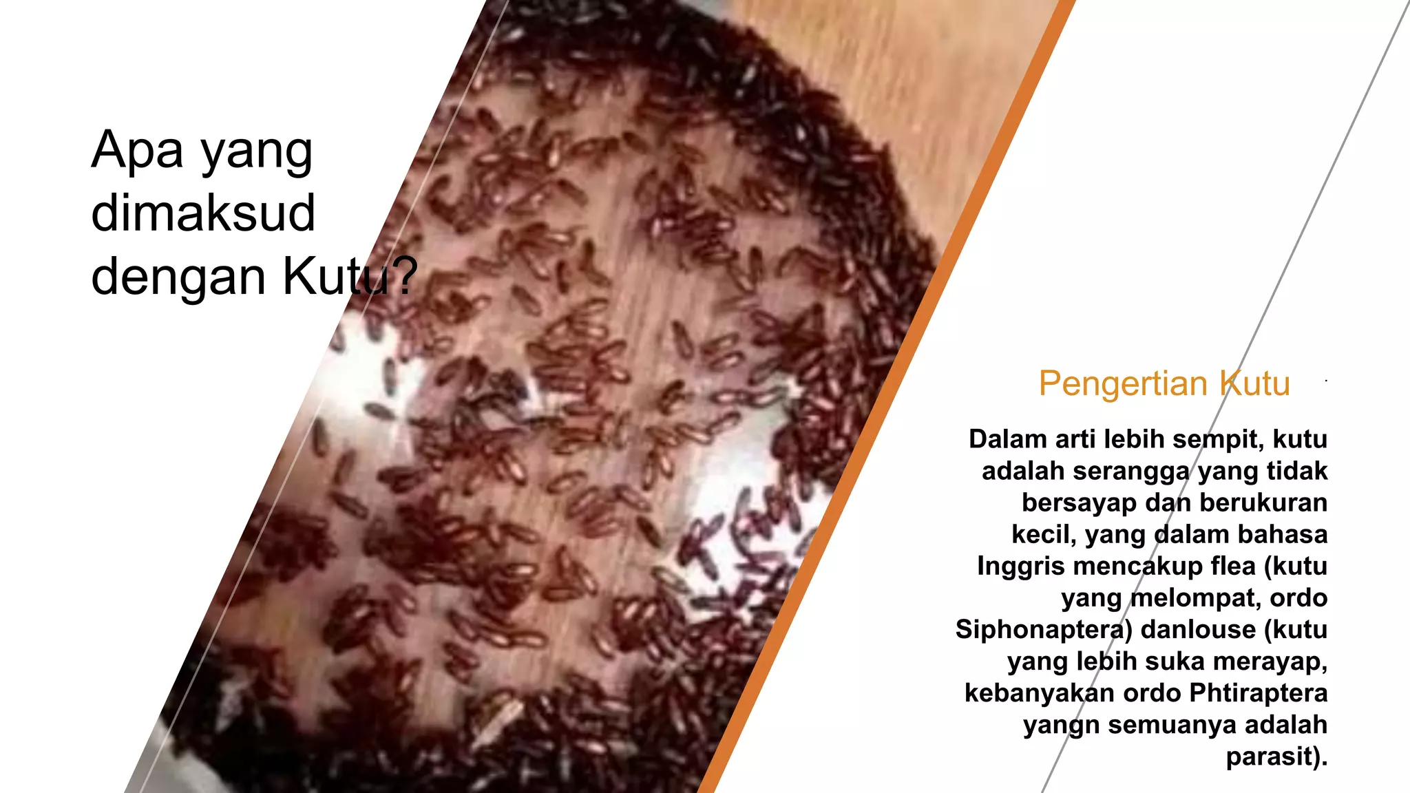 Morfologi kutu busuk, kutu rambut, kutu kemaluan | PPTX
