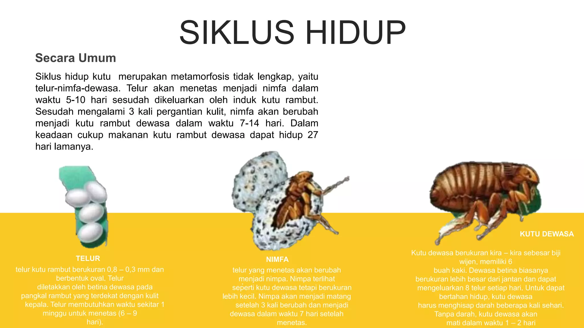 Morfologi kutu busuk, kutu rambut, kutu kemaluan | PPTX