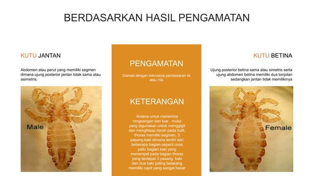 Morfologi kutu busuk, kutu rambut, kutu kemaluan | PPTX