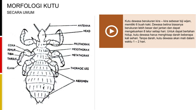 Morfologi kutu busuk, kutu rambut, kutu kemaluan | PPTX