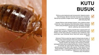 Morfologi kutu busuk, kutu rambut, kutu kemaluan | PPTX