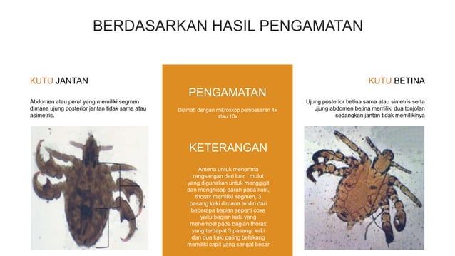 Morfologi kutu busuk, kutu rambut, kutu kemaluan