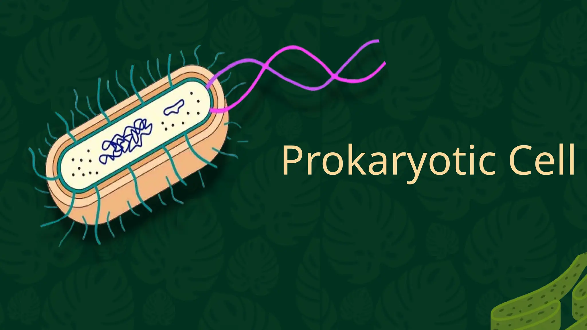 PPT Materi Bab 1 Sel Prokariotik dan eukariotikpptx | PPT