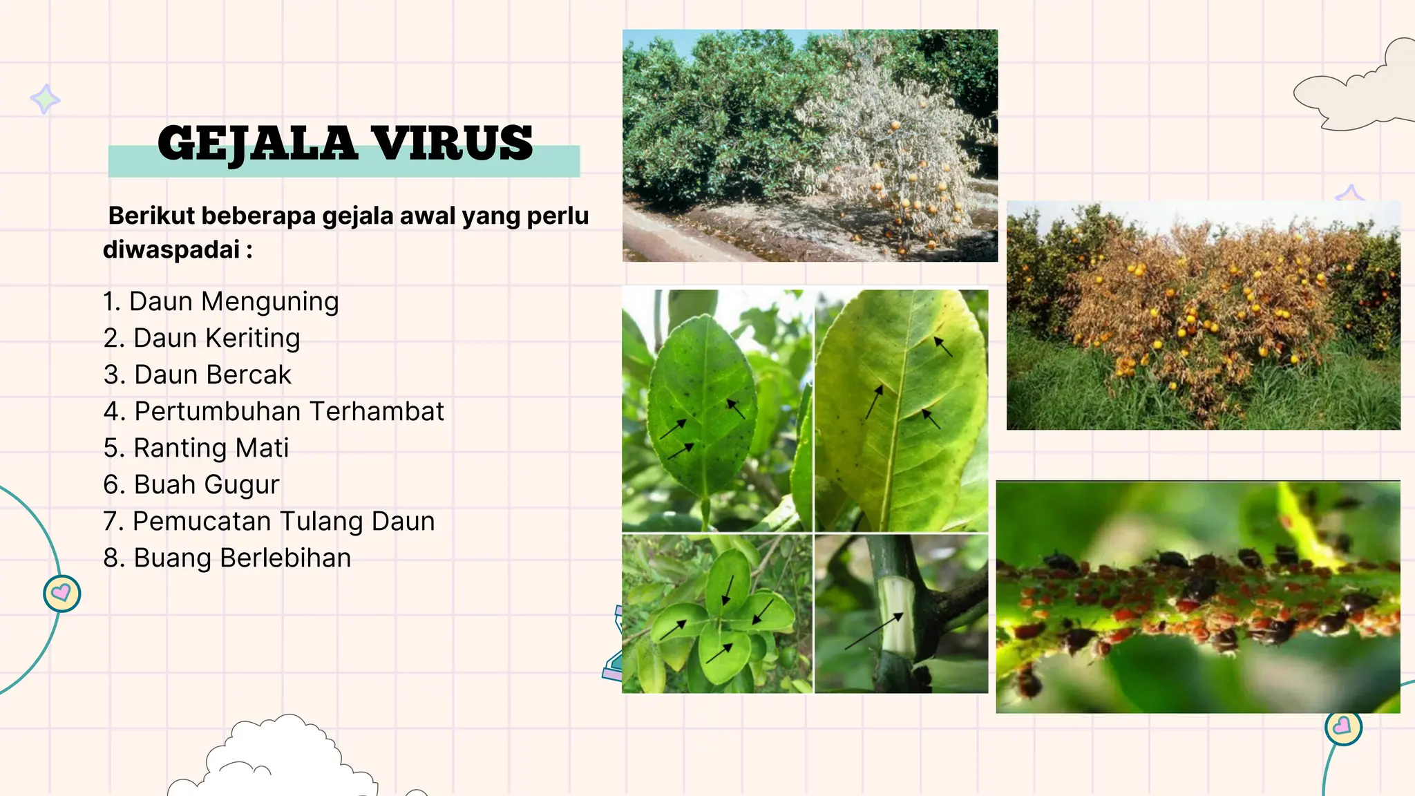 ppt kelompok virus pada tanaman jeruk di Indonesia | PDF