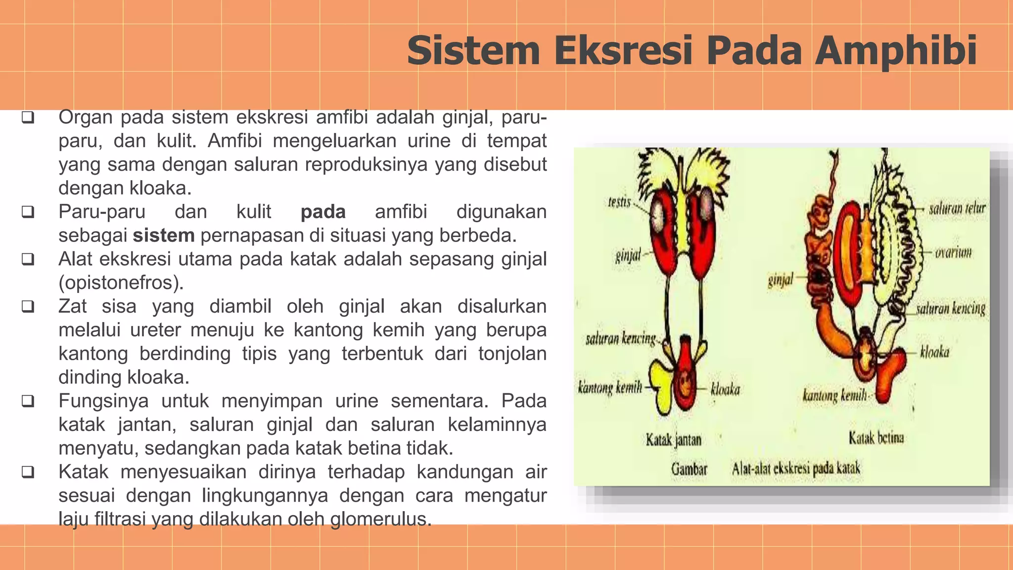 PPT KELOMPOK 4 EKSRESI VERTEBRATA.pptx
