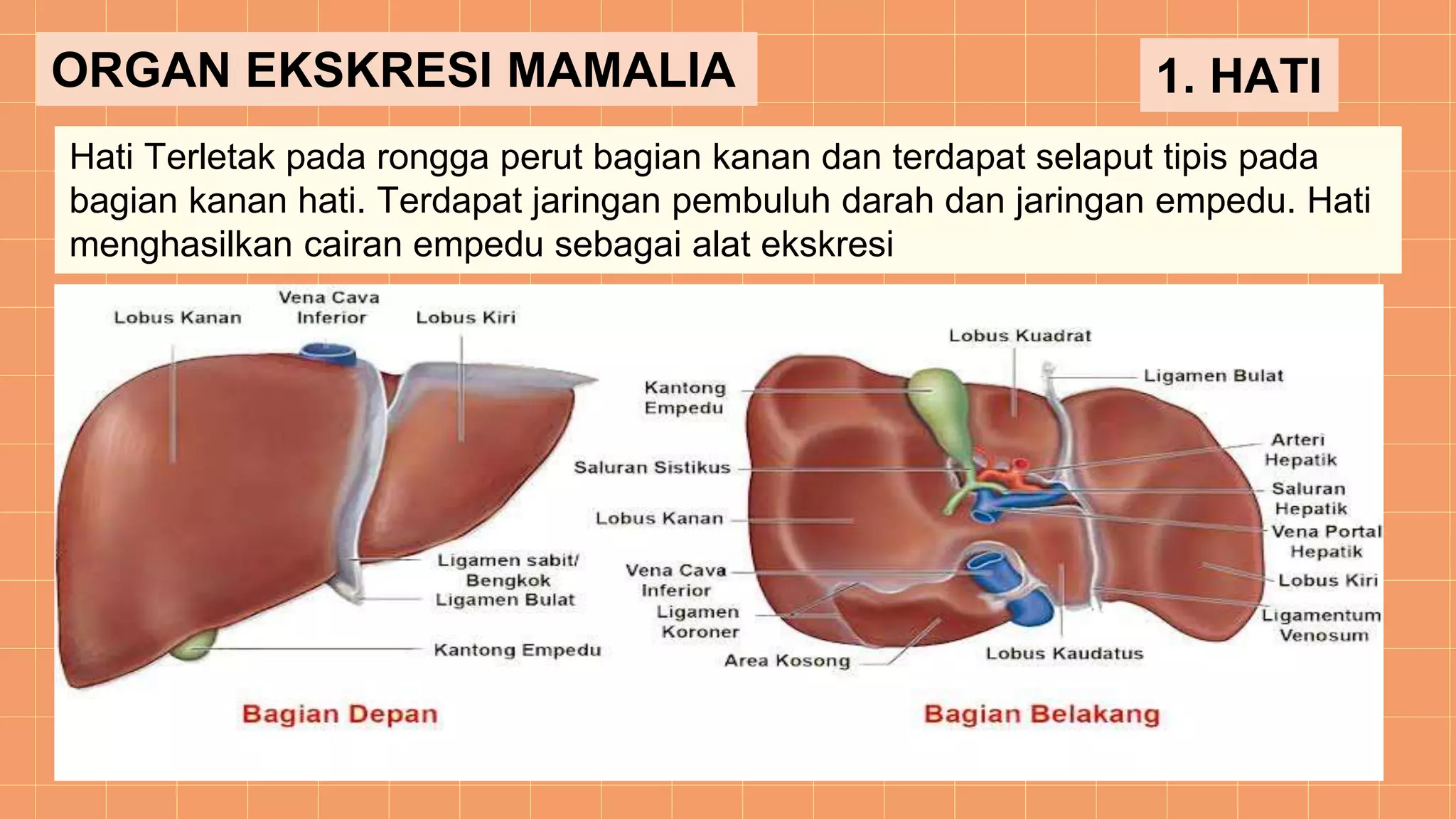 PPT KELOMPOK 4 EKSRESI VERTEBRATA.pptx