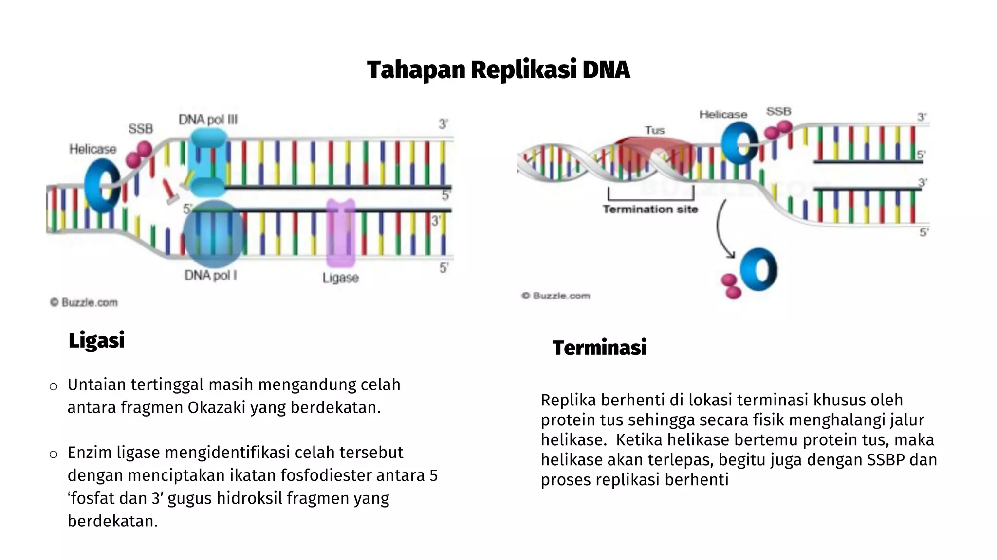 PPT Kelompok 4 Genetika.pdf