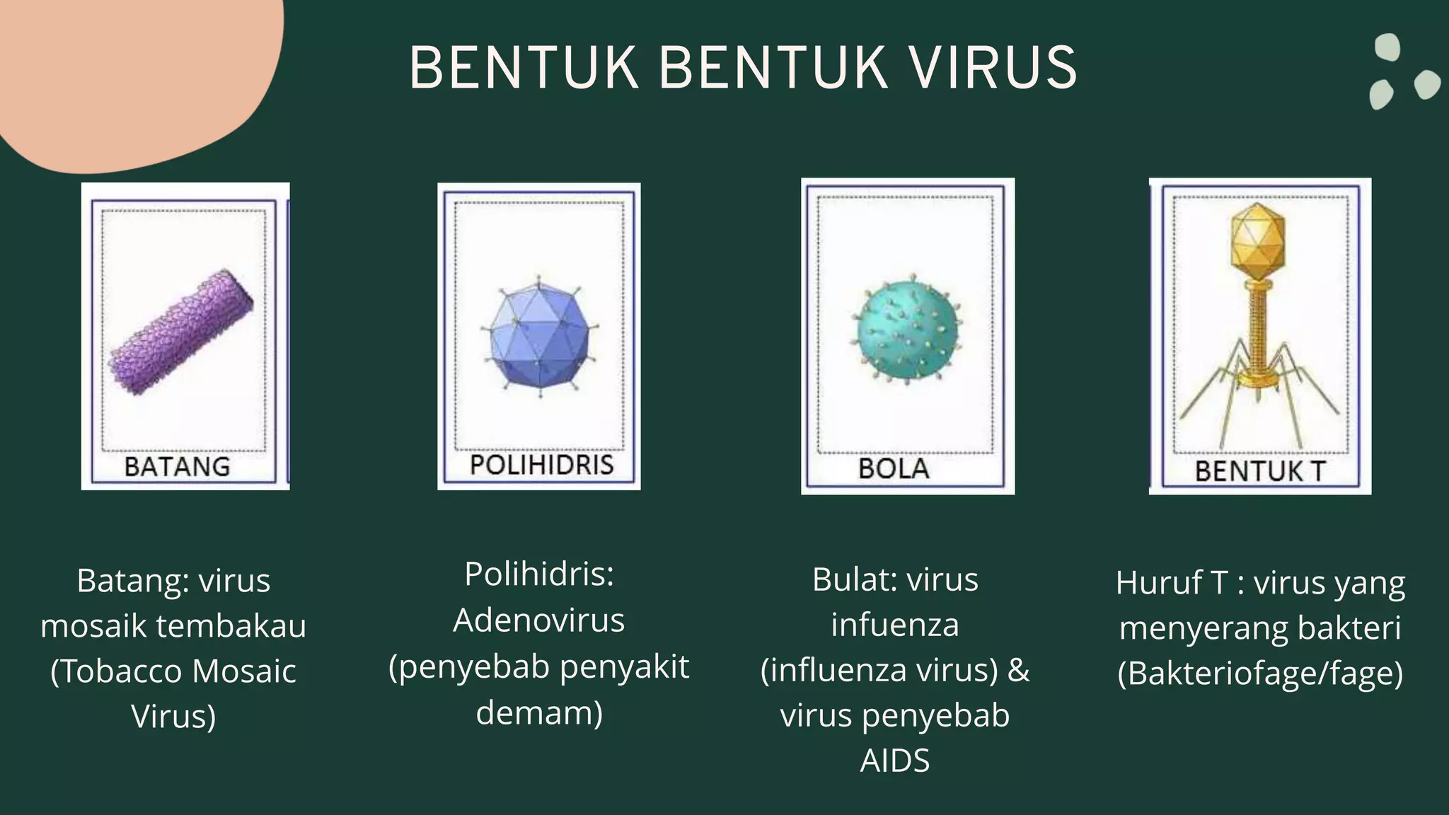 Ppt KELOMPOK 4 VIRUS (1).pptx