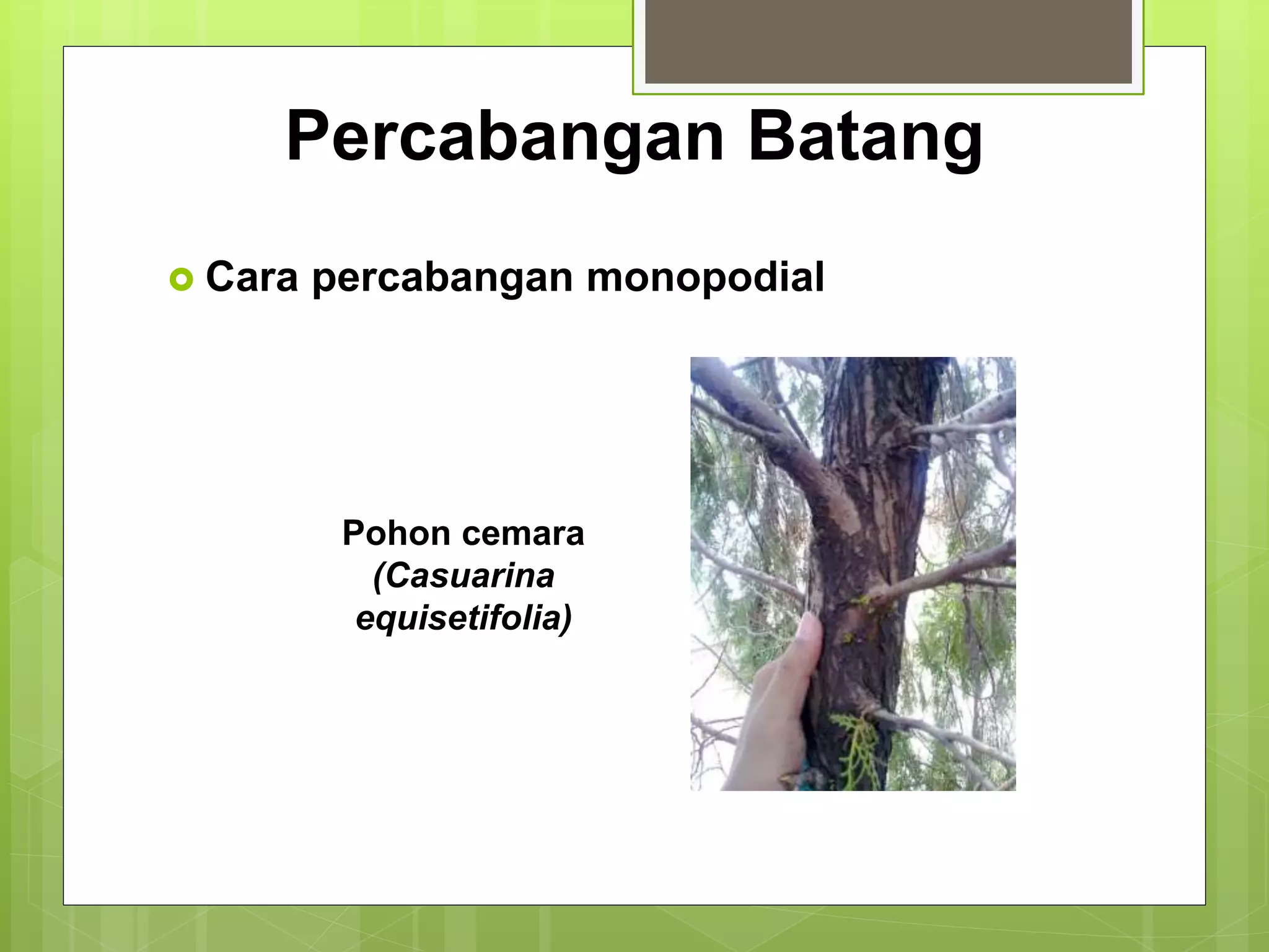 Ppt kelompok 6 (batang) | PPTX