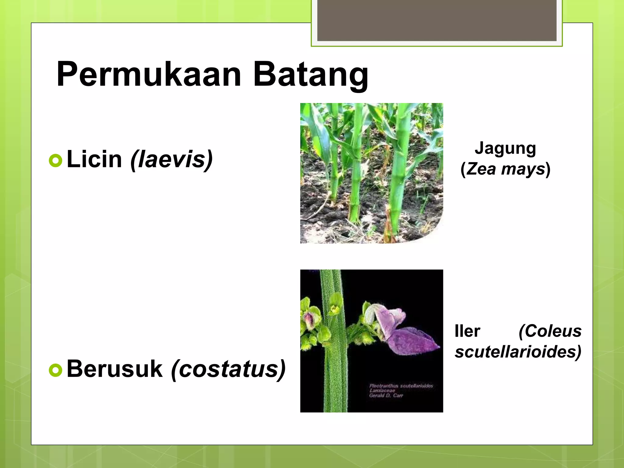 Ppt kelompok 6 (batang) | PPTX