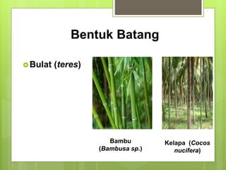 Ppt kelompok 6 (batang) | PPT