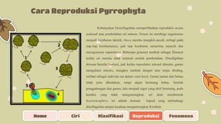 PPT Bahan Obat Kelautan pyrrophyta | PPTX