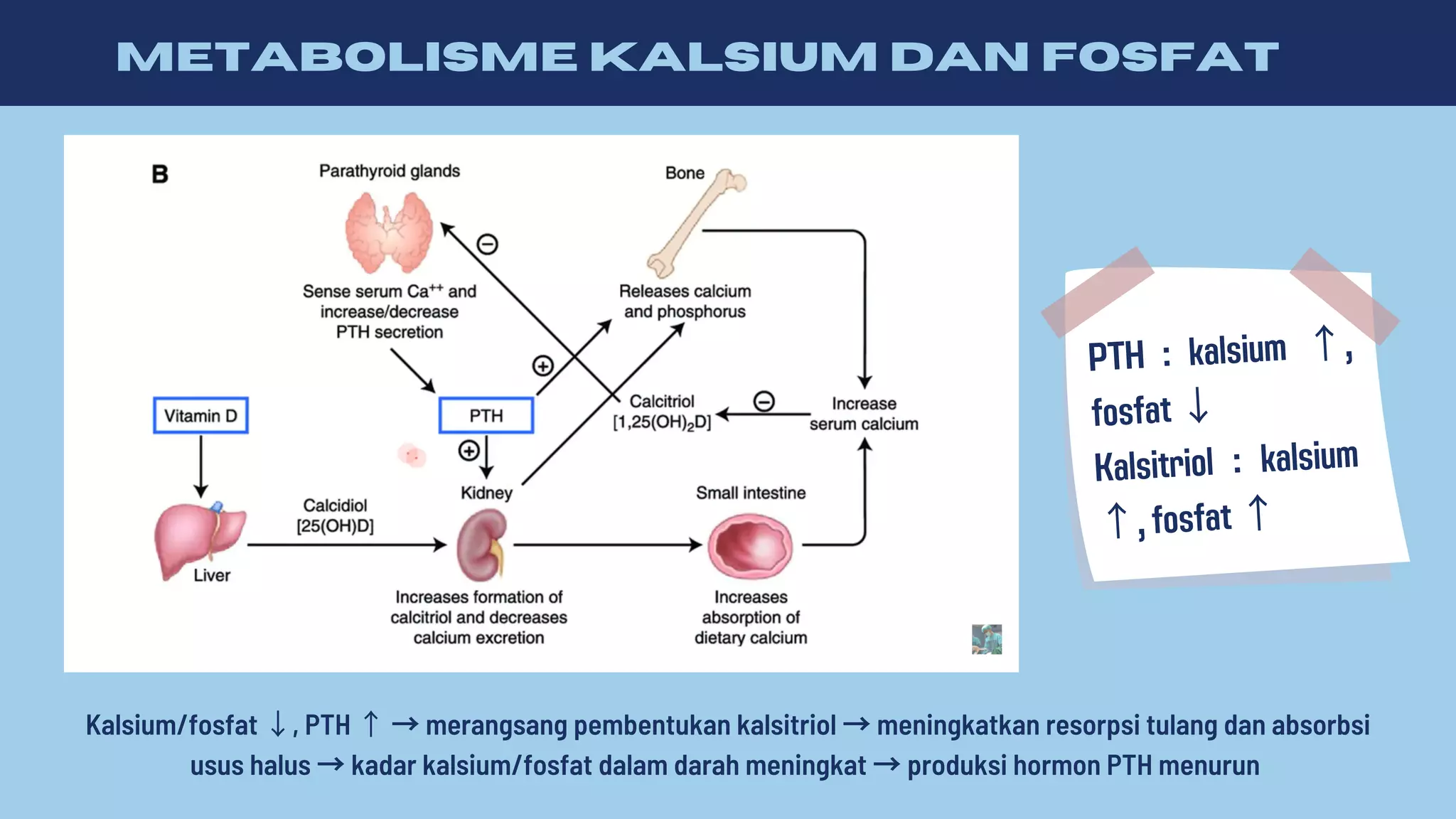 Sistem Skeletal | PDF