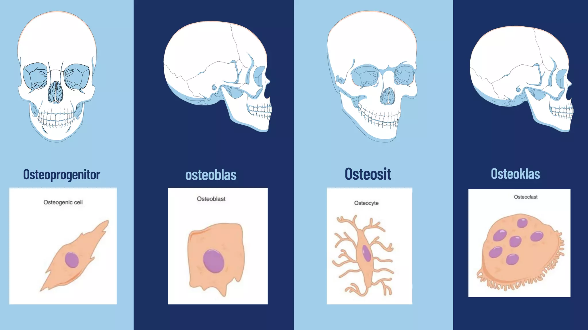 Sistem Skeletal | PDF
