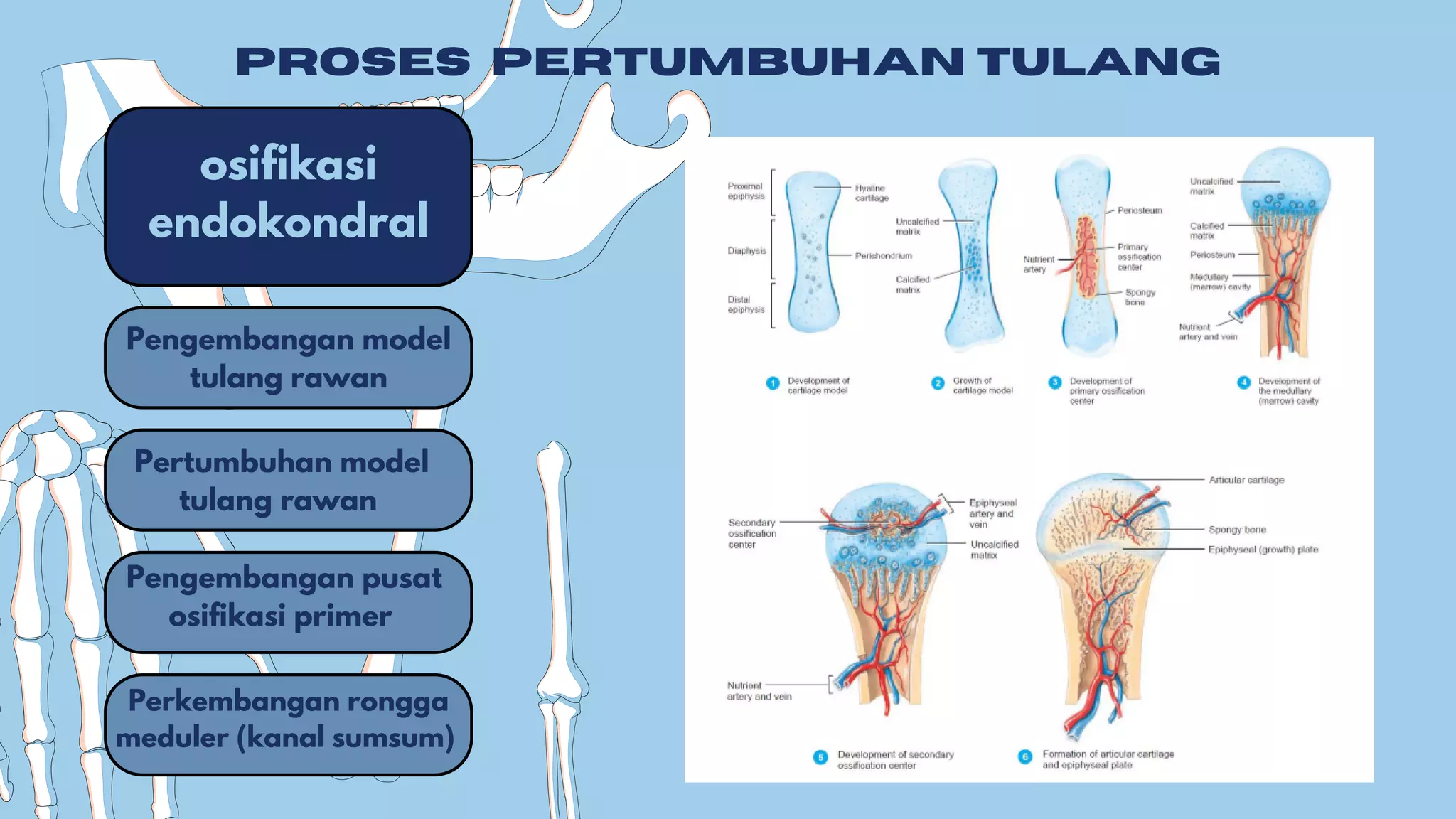 Sistem Skeletal