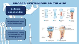 Sistem Skeletal | PDF
