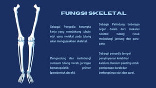 Sistem Skeletal | PDF