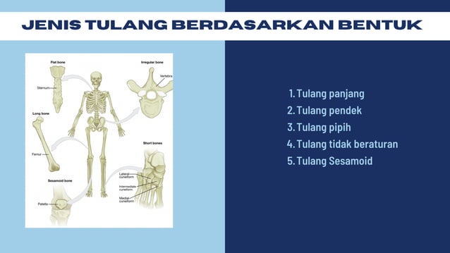 Sistem Skeletal | PDF