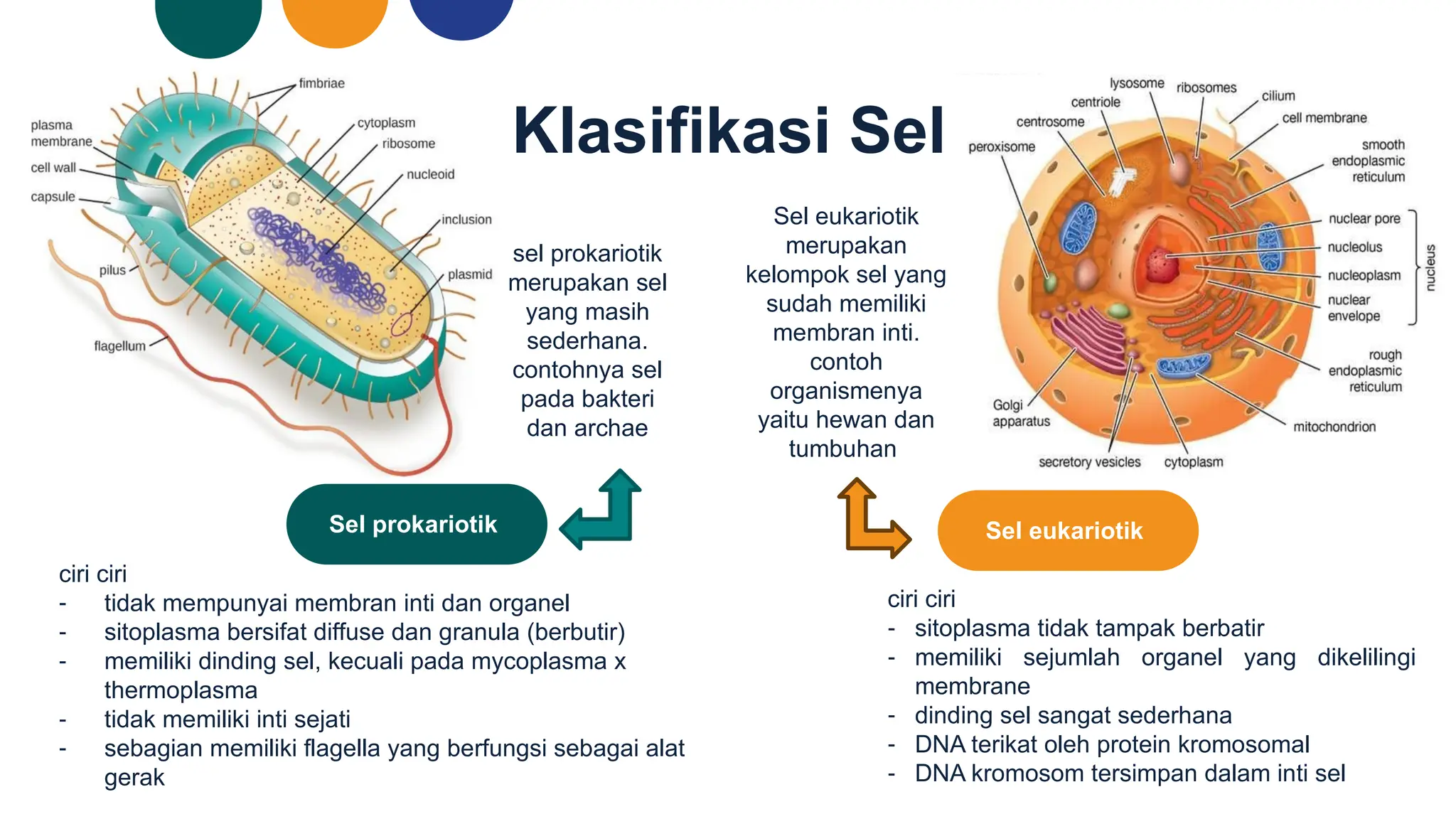 PPT kelompok biologi dinda (1) (1) (1).pptx