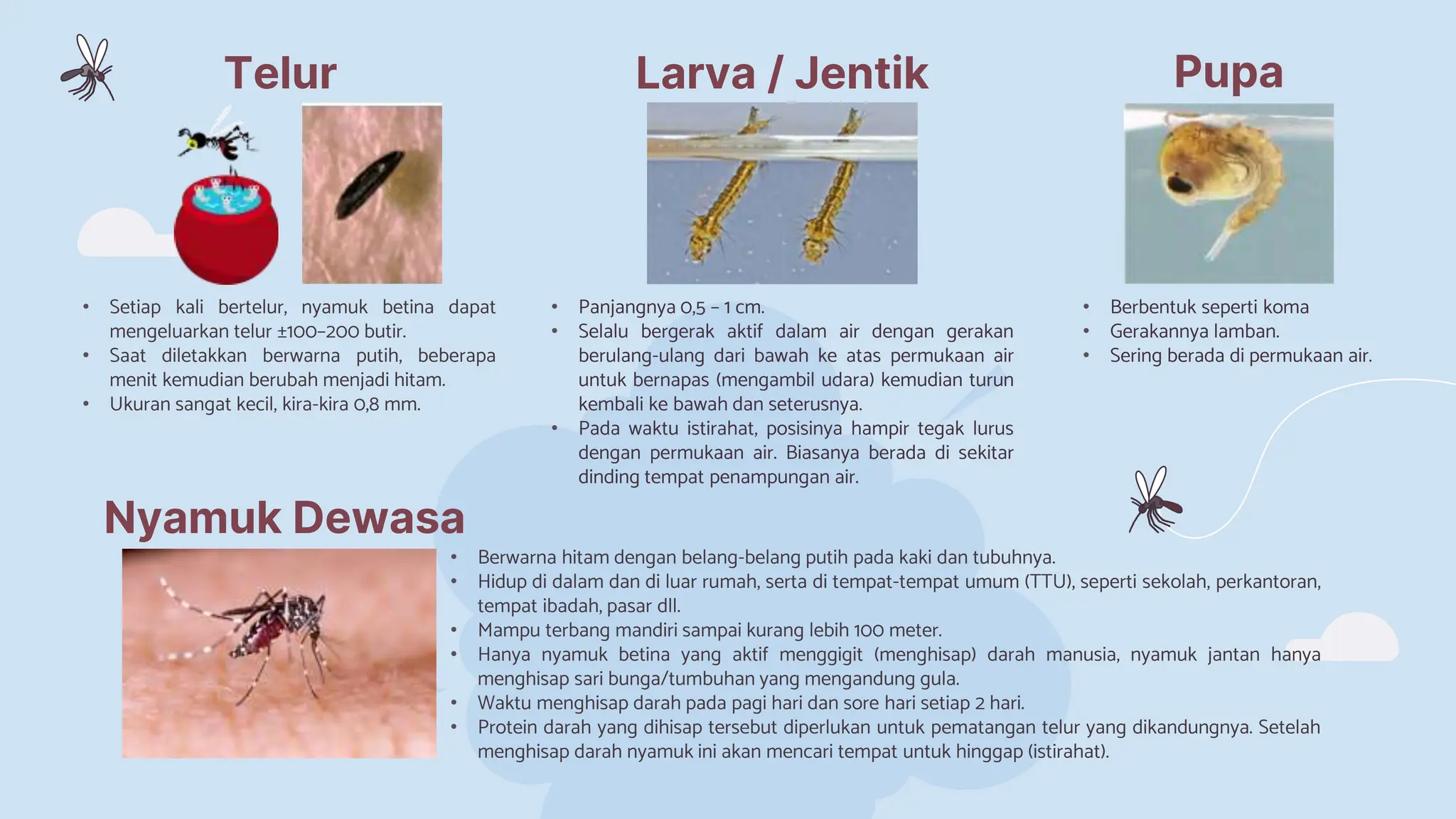 KENALI DBD DAN PENCEGAHANNYA PROSE PENULARAN | PPTX