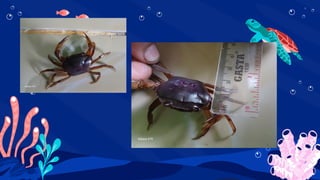 PPT Kepiting yang hidup di dunia air parit.pptx