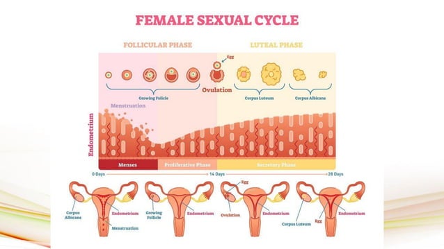 POWERPOINT KESEHATAN REPRODUKSI REMAJA ( PPT KESPRO REMAJA )