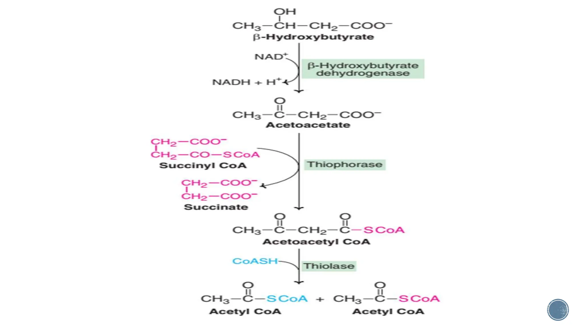 KETON BODY ,type name,and there synthesis | PPTX