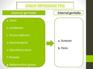 PPT Khitan Khatulistiwa.pptx
