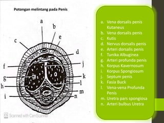 PPT Khitan Khatulistiwa.pptx