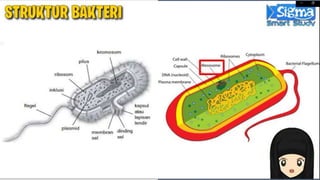 PPT KINGDOM MONERA.pptx