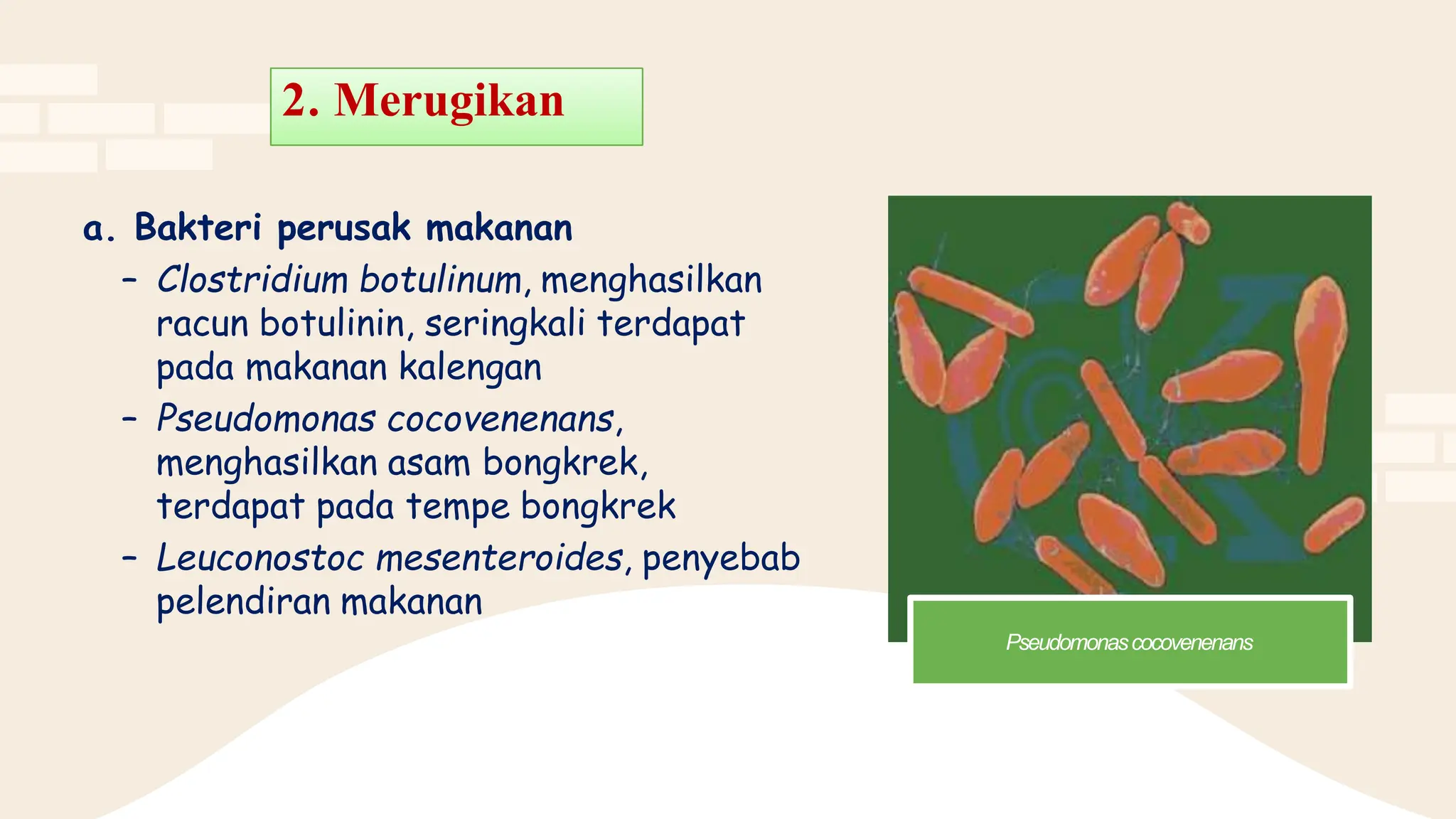 PPT KINGDOM MONERA X.pptx