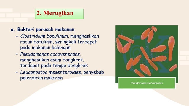 PPT KINGDOM MONERA X.pptx