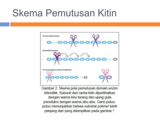 Bioteknologi Enzim Kitinase | PPTX