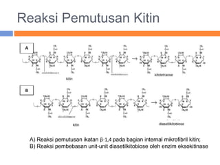Bioteknologi Enzim Kitinase | PPTX