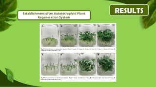 Polyploidy Induction, part of Biotechnology | PPT