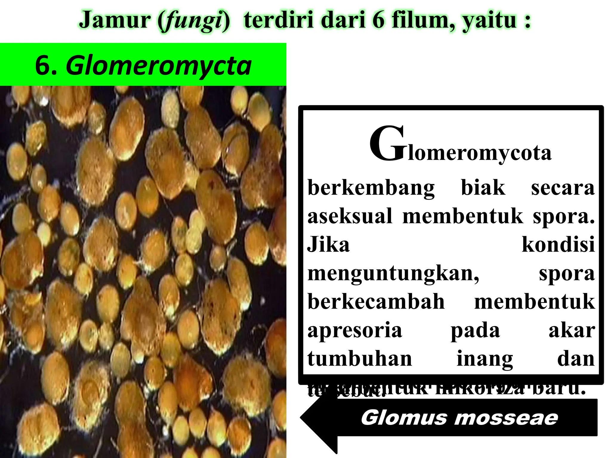 ppt Klasifikasi 5 kingdom VII kelas .pptx