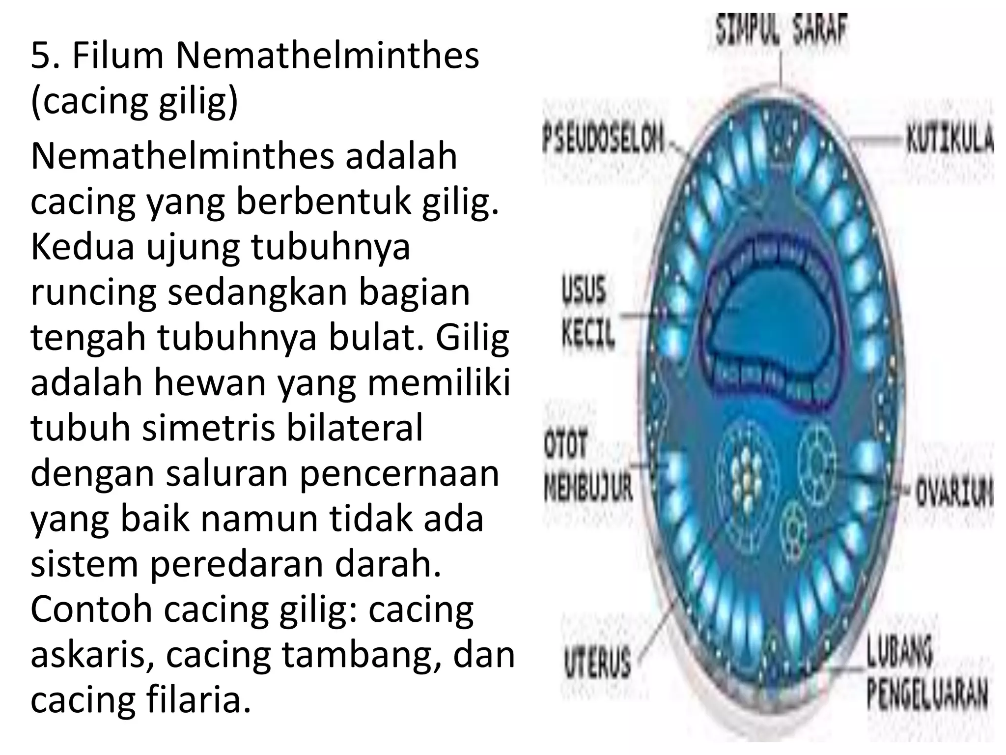 KLASIFIKASI HEWAN DAN PENGGOLONGAN DUNIA HEWAN | PPTX
