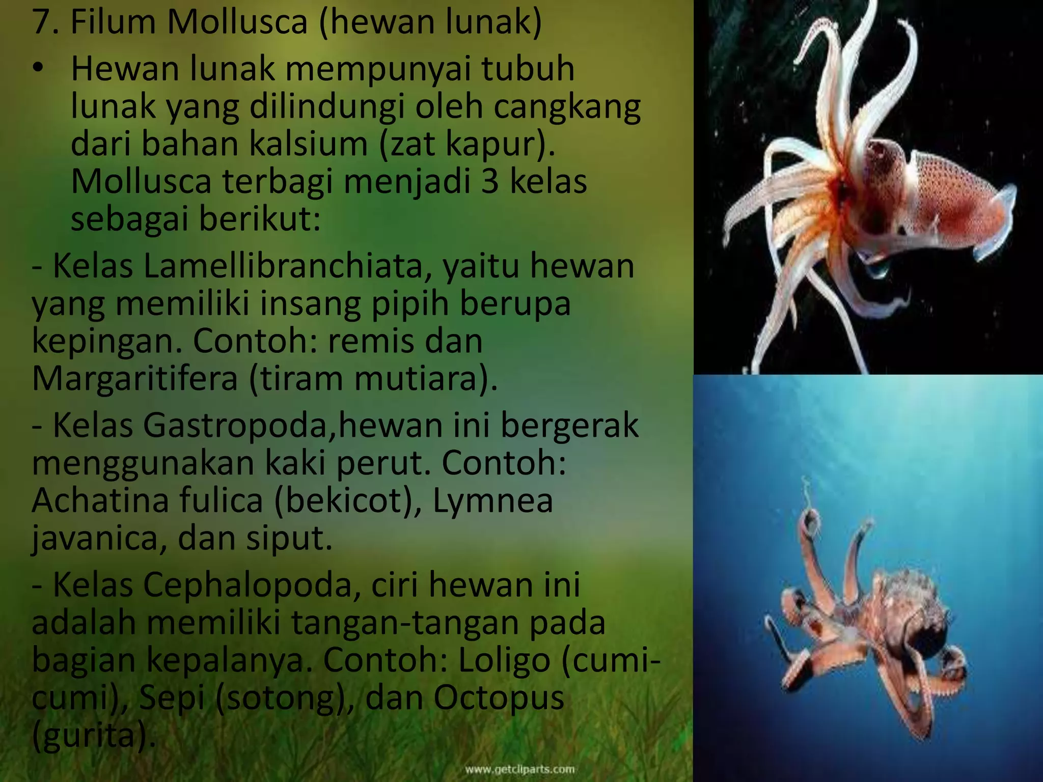 KLASIFIKASI HEWAN DAN PENGGOLONGAN DUNIA HEWAN | PPTX