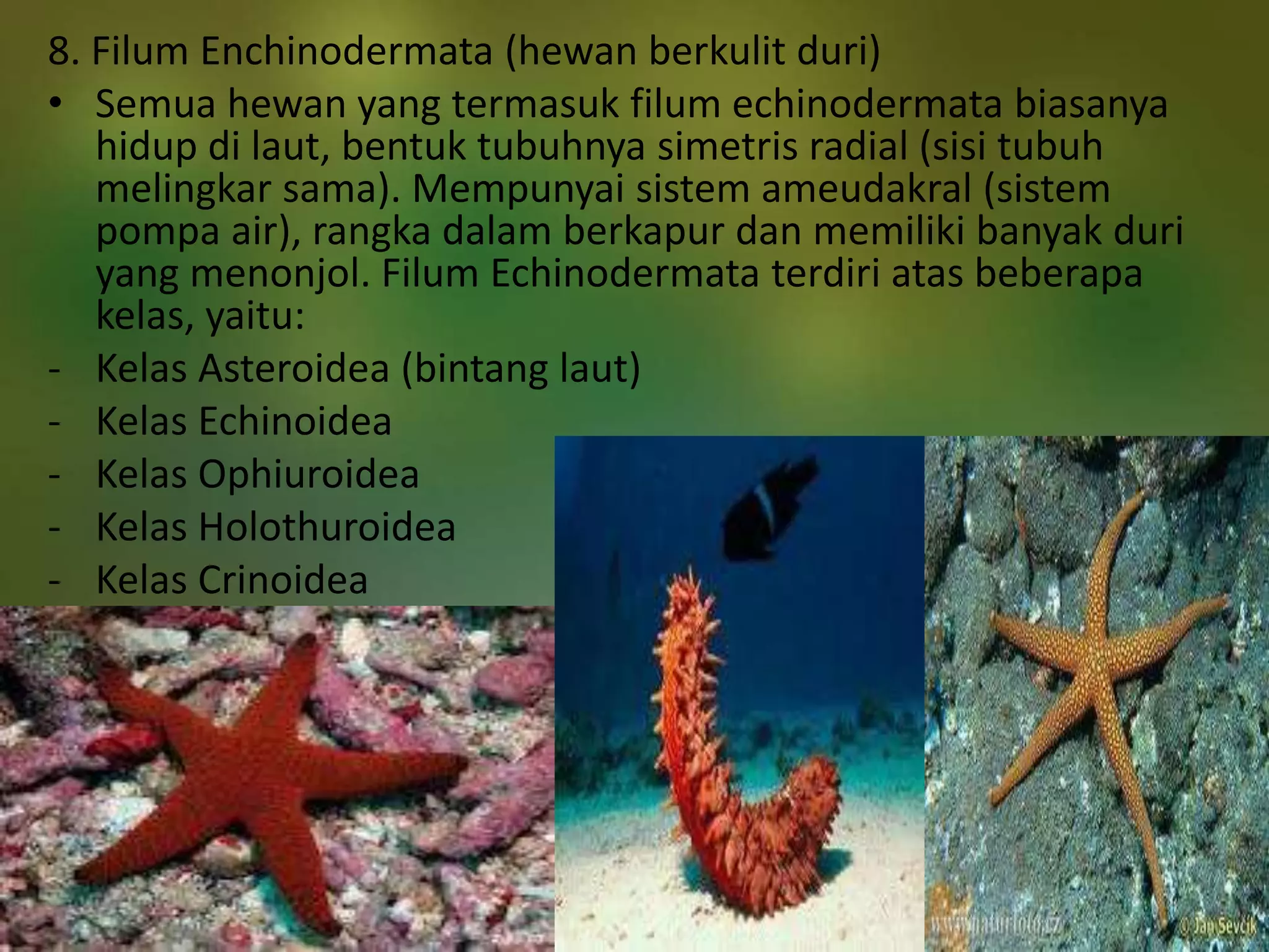 KLASIFIKASI HEWAN DAN PENGGOLONGAN DUNIA HEWAN | PPTX