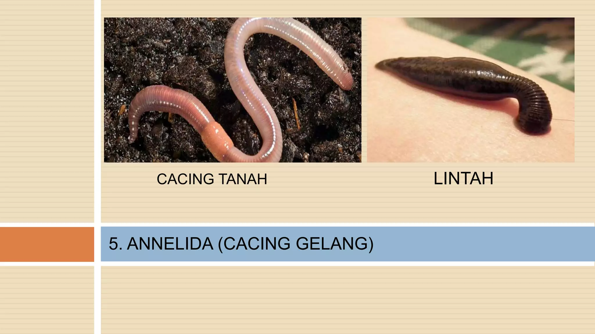 PPT KLASIFIKASI MAKHLUK HIDUP.pptx