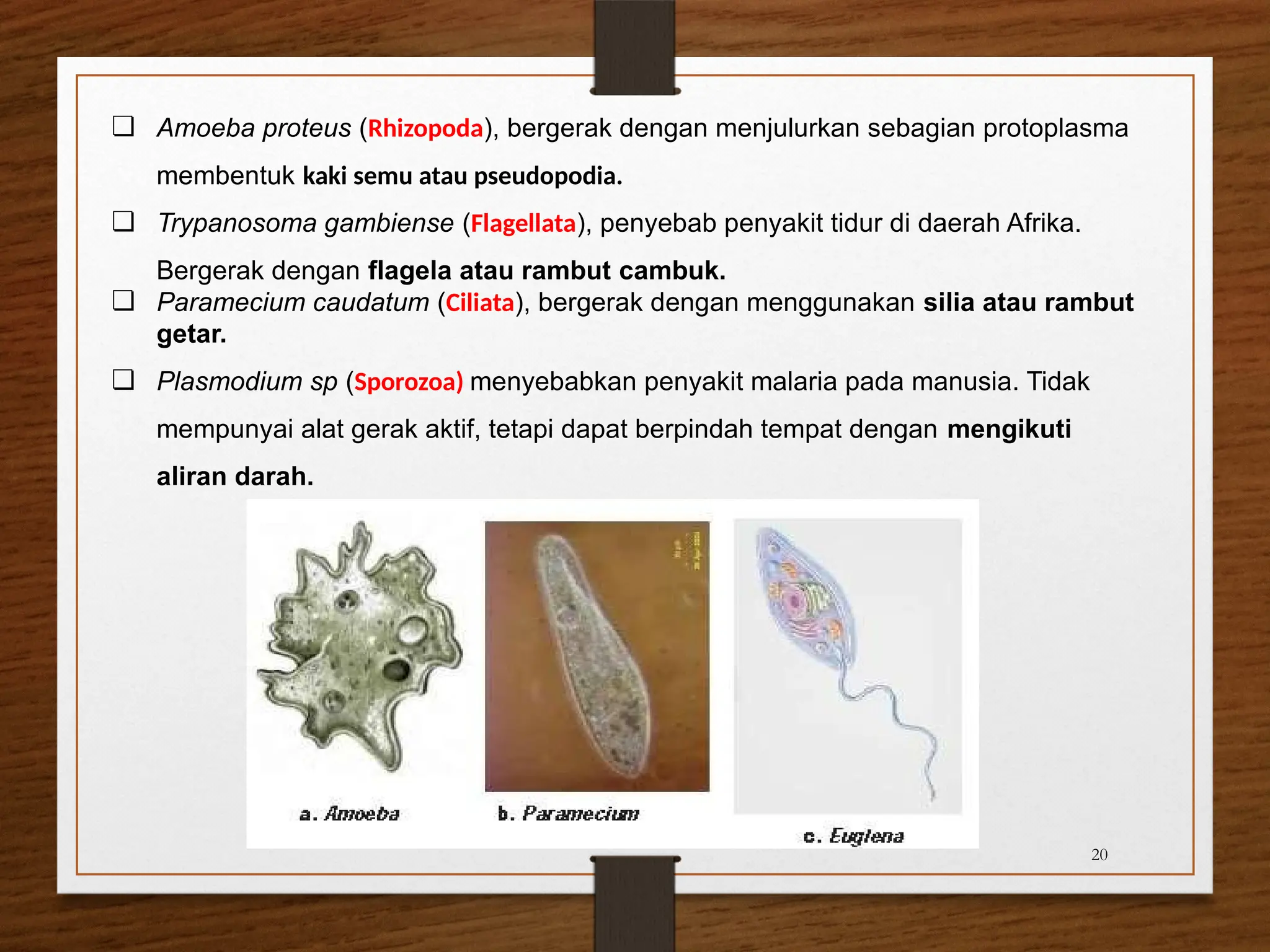 PPT KLASIFIKASI MAKHLUK HIDUP KELAS 10.pptx