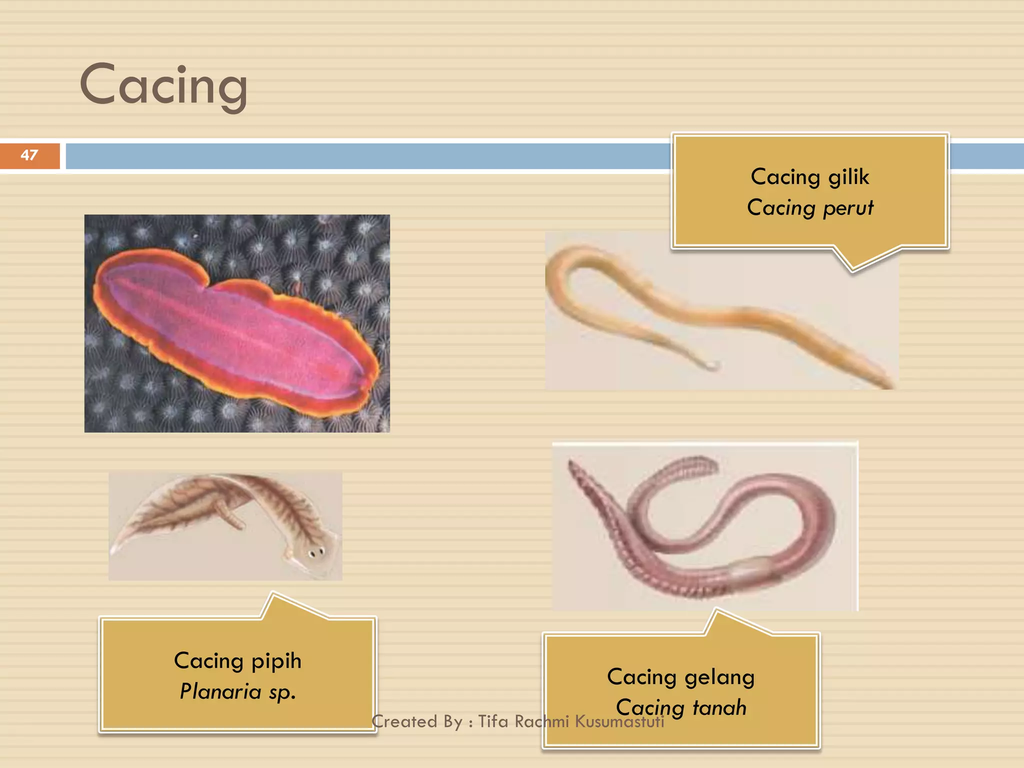 Ppt klasifikasi makhluk hidup kelas 7 | PDF